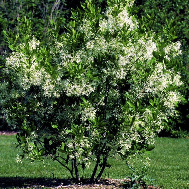 Fringetree's for Gardens | A Guide to Growing a Fringetree — Growing ...